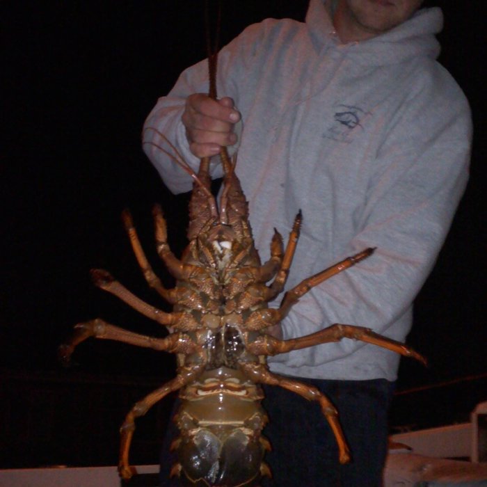 Giant lobster at the Island – Pacific Coast Sportfishing Magazine
