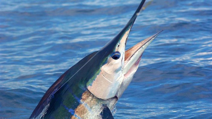 Great Fall Marlin Fishing – Pacific Coast Sportfishing Magazine